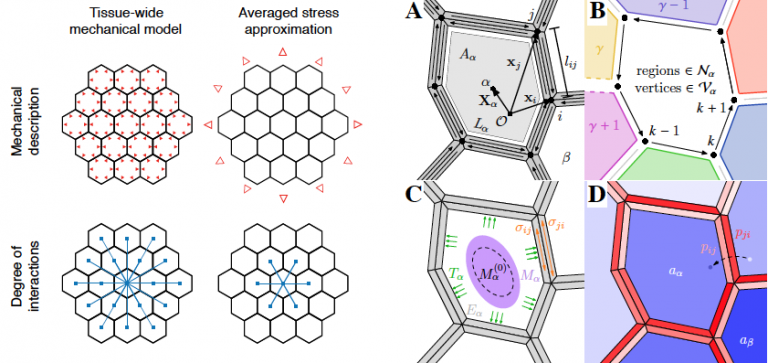 New results! - Plant Morphodynamics